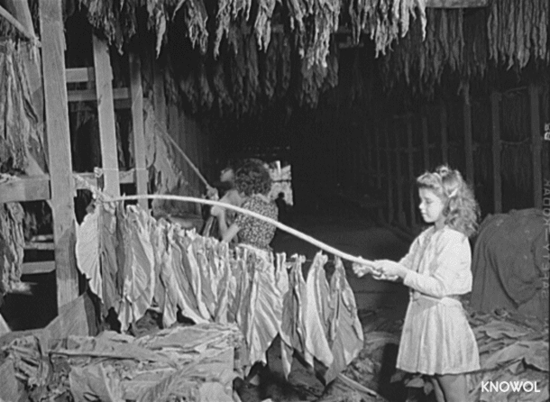 Girl stringing tobacco in a tobacco barn. Barranquitas, P.R. – KNOWOL